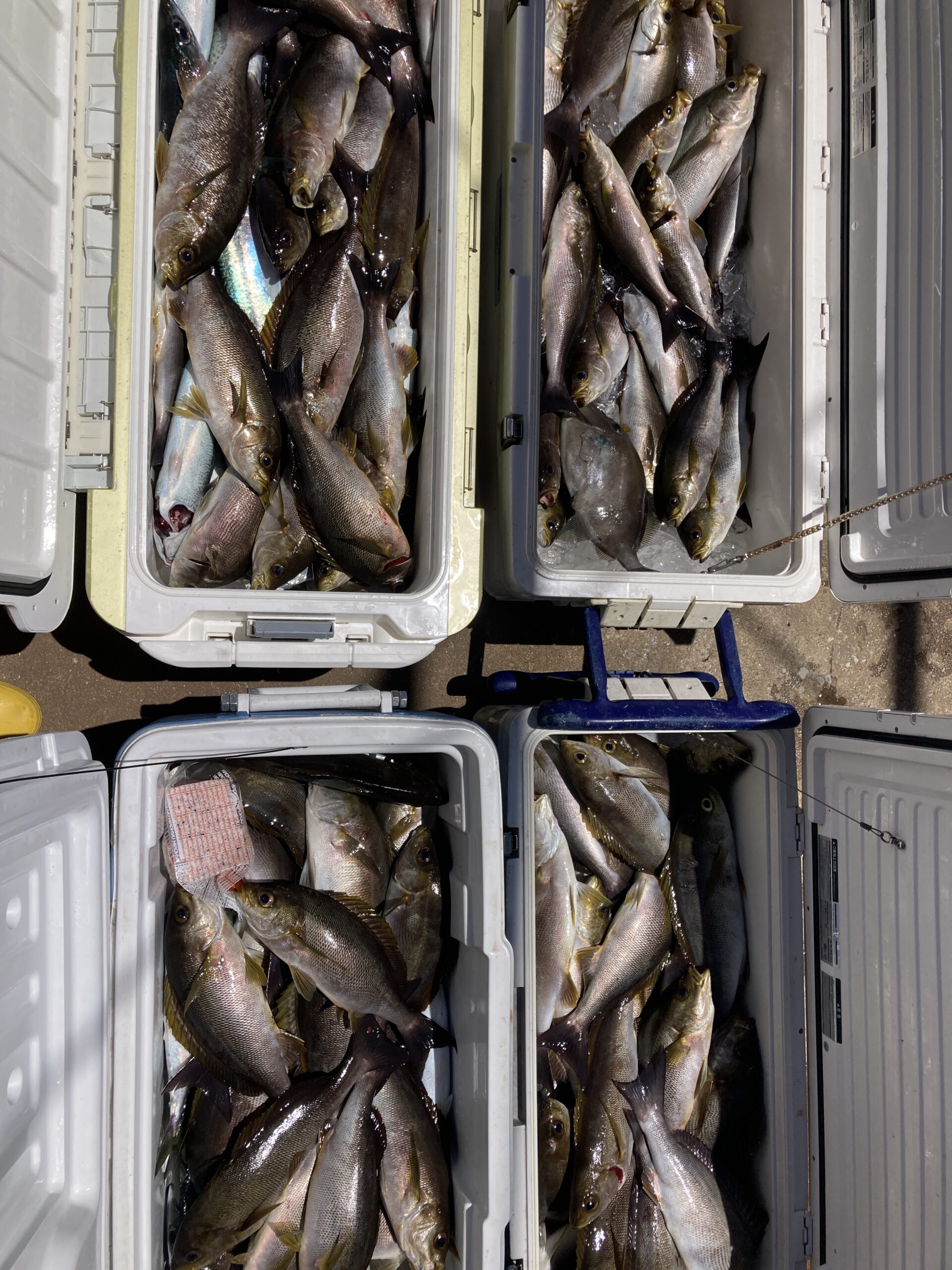 7月7日 イサキ早上がり – 愛媛の愛南町、釣り船「海弘丸」の釣果ブログ